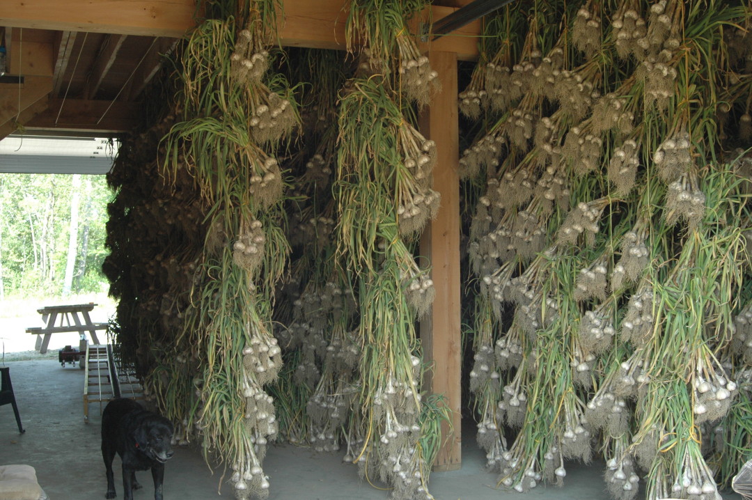 How to Store Garlic - Gourmet Garlic